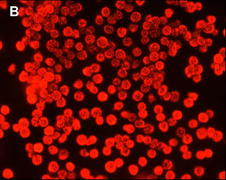 Glyco-optimisation of biotherapeutics