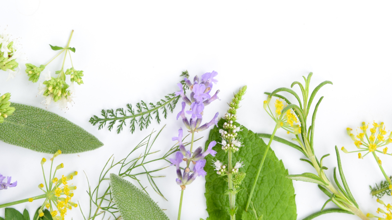 Mologic launches rapid diagnostic test for fungal crop pathogen Botrytis