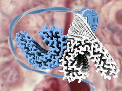 Scientists uncover tau filament structures from Alzheimer’s