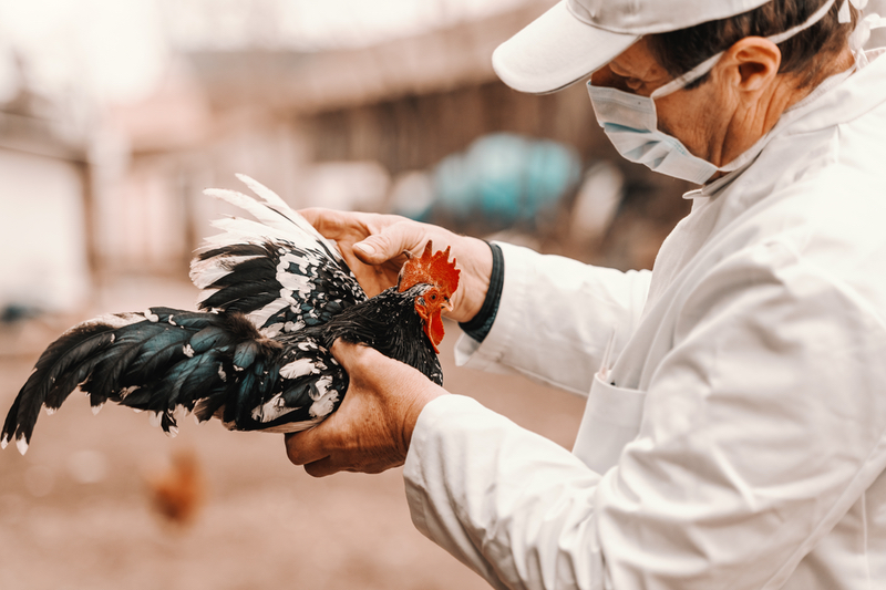 VaxThera and Quantoom's saRNA avian flu vaccine prevents viral shedding ...